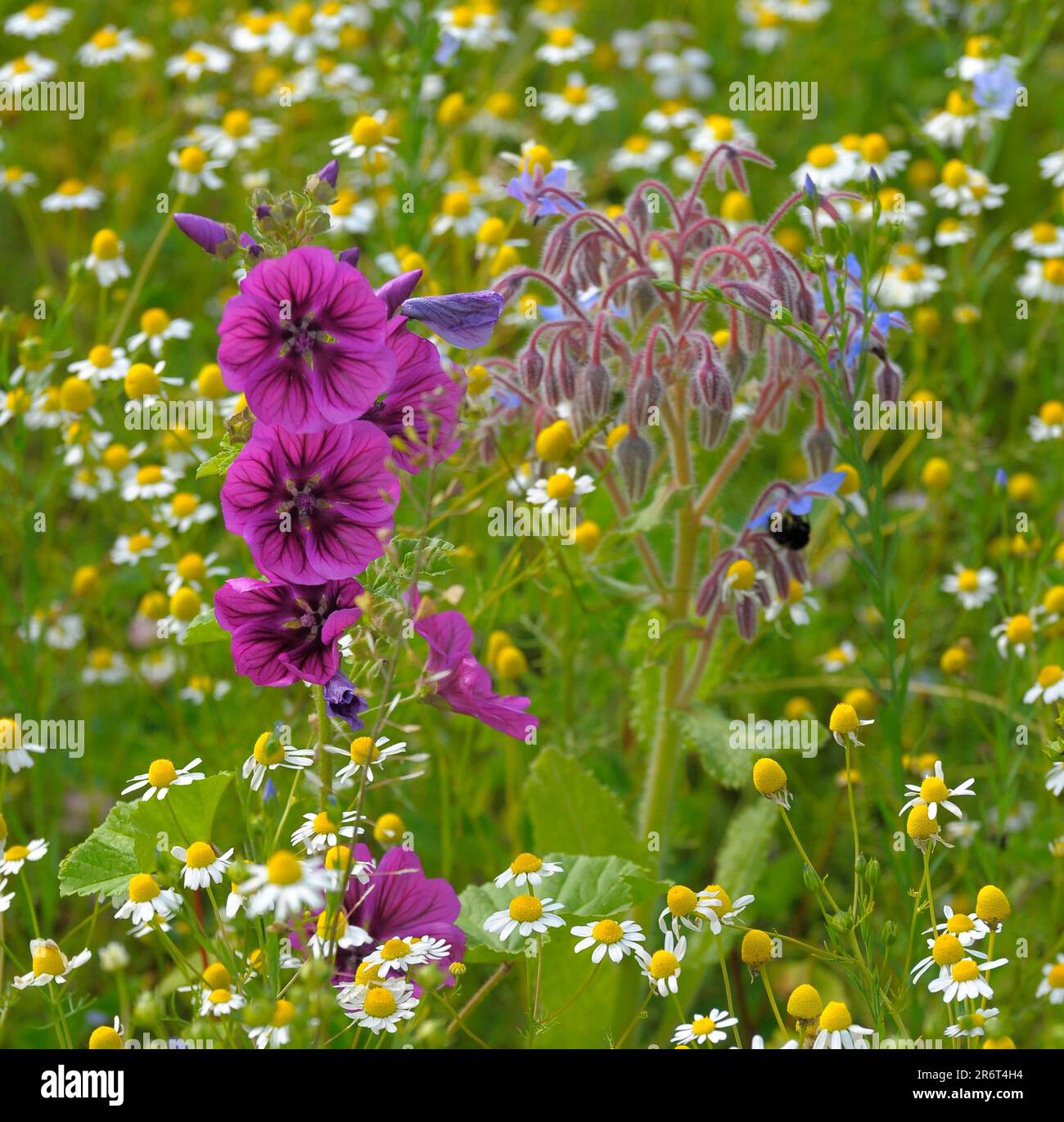 Wild mallow (Malva sylvestris), large cheese poplar Real camomile ...