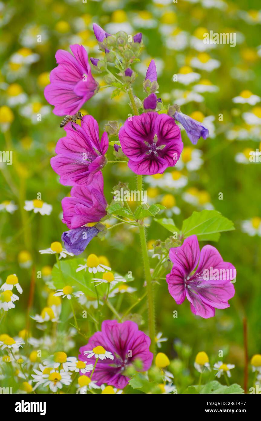 Wild mallow (Malva sylvestris), large cheese poplar Stock Photo - Alamy