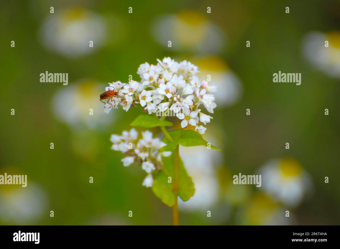 Common buckwheat (Fagopyrum esculentum) flowering Stock Photo - Alamy