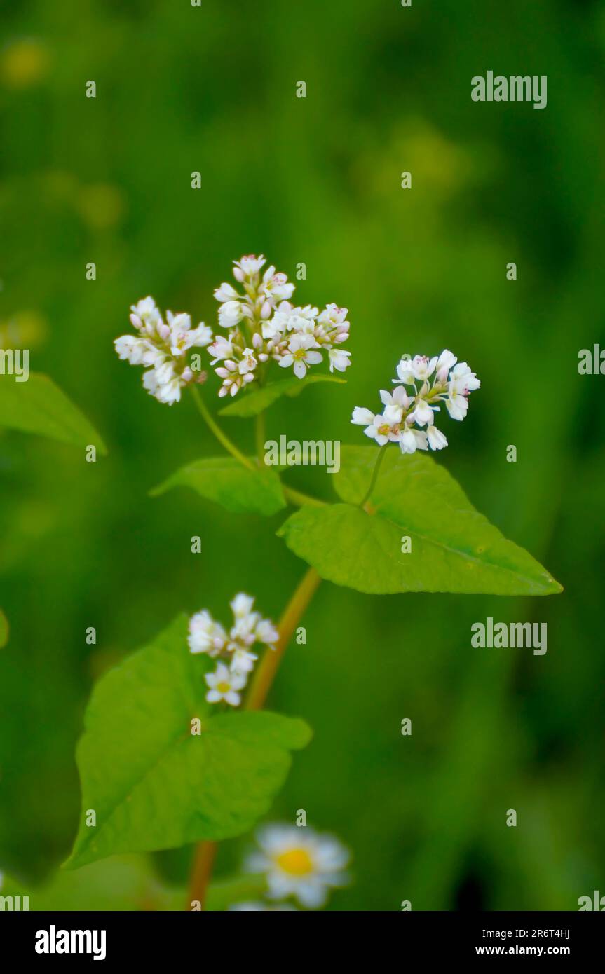 Common buckwheat (Fagopyrum esculentum) flowering Stock Photo - Alamy