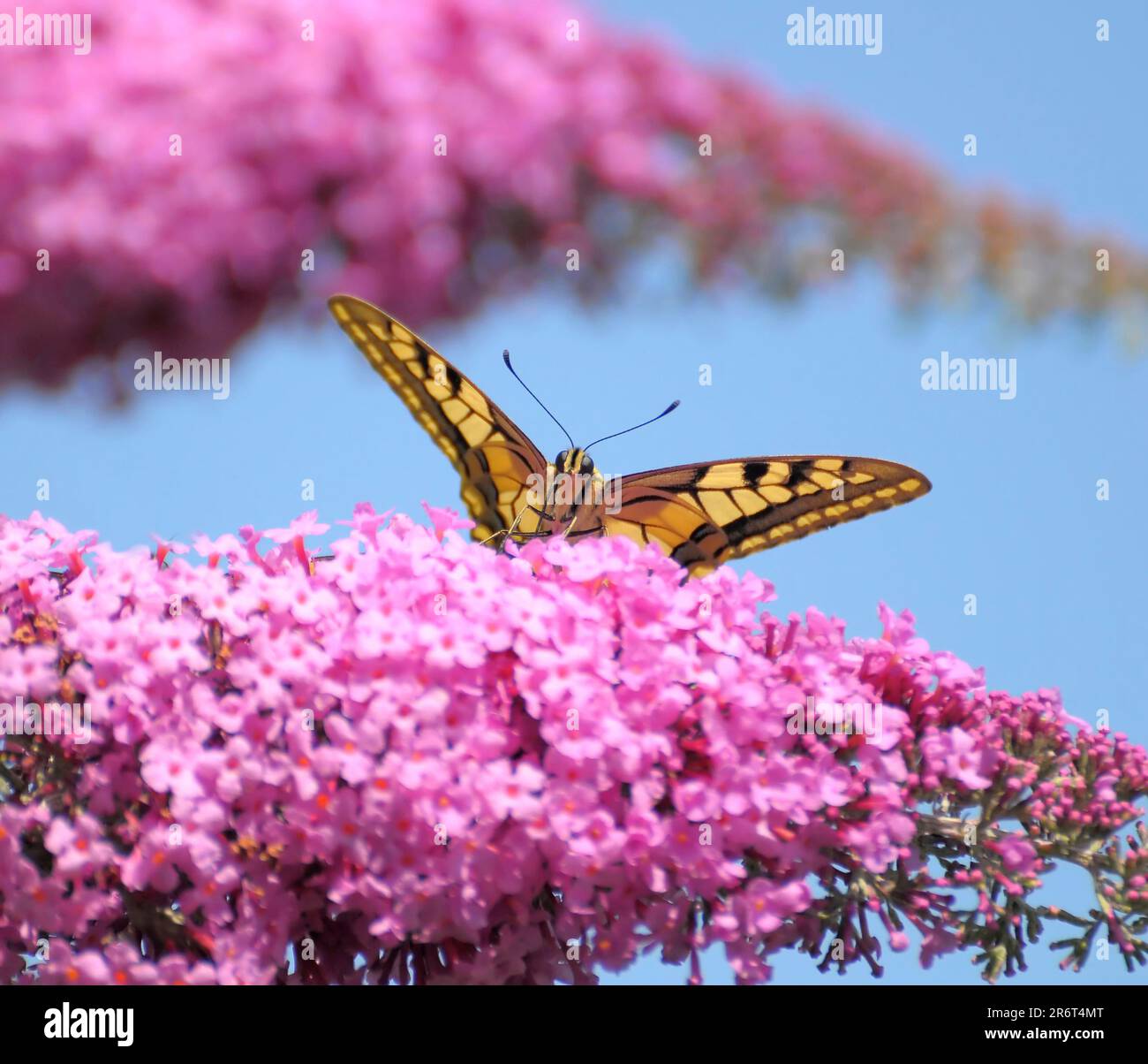 Butterfly bush, summer lilac, butterfly bush or lilac spear Swallowtail ...