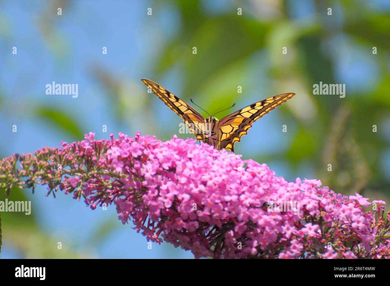 Butterfly bush, summer lilac, butterfly bush or lilac spear Swallowtail ...
