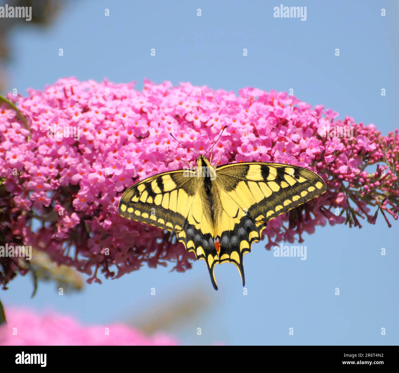 Butterfly bush, summer lilac, butterfly bush or lilac spear Swallowtail ...