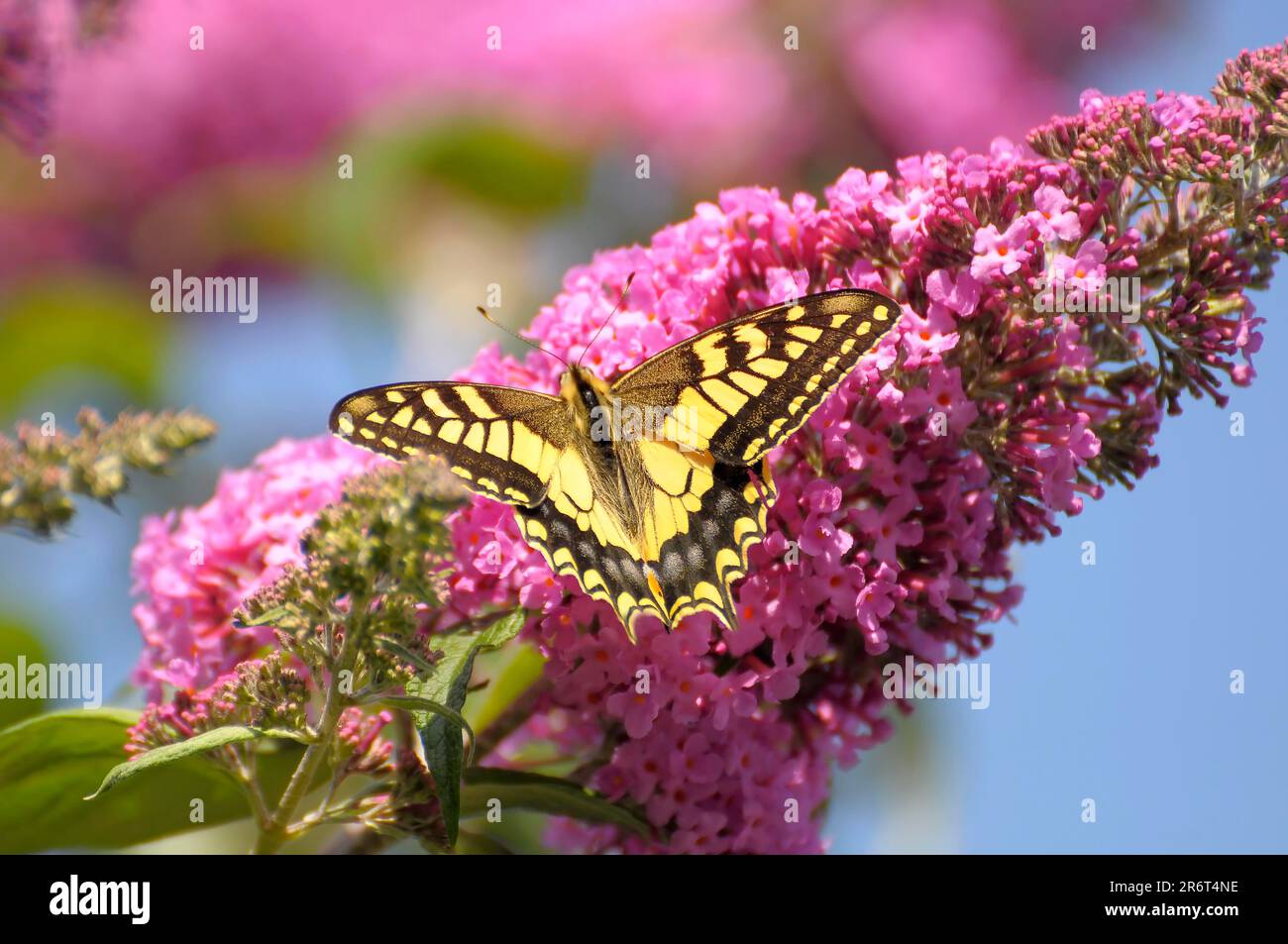 Butterfly bush, summer lilac, butterfly bush or lilac spear Swallowtail ...
