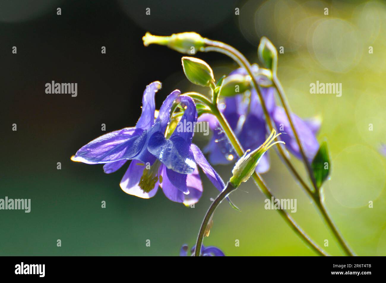 European columbine (Aquilegia vulgaris), wood columbine, blue columbine ...