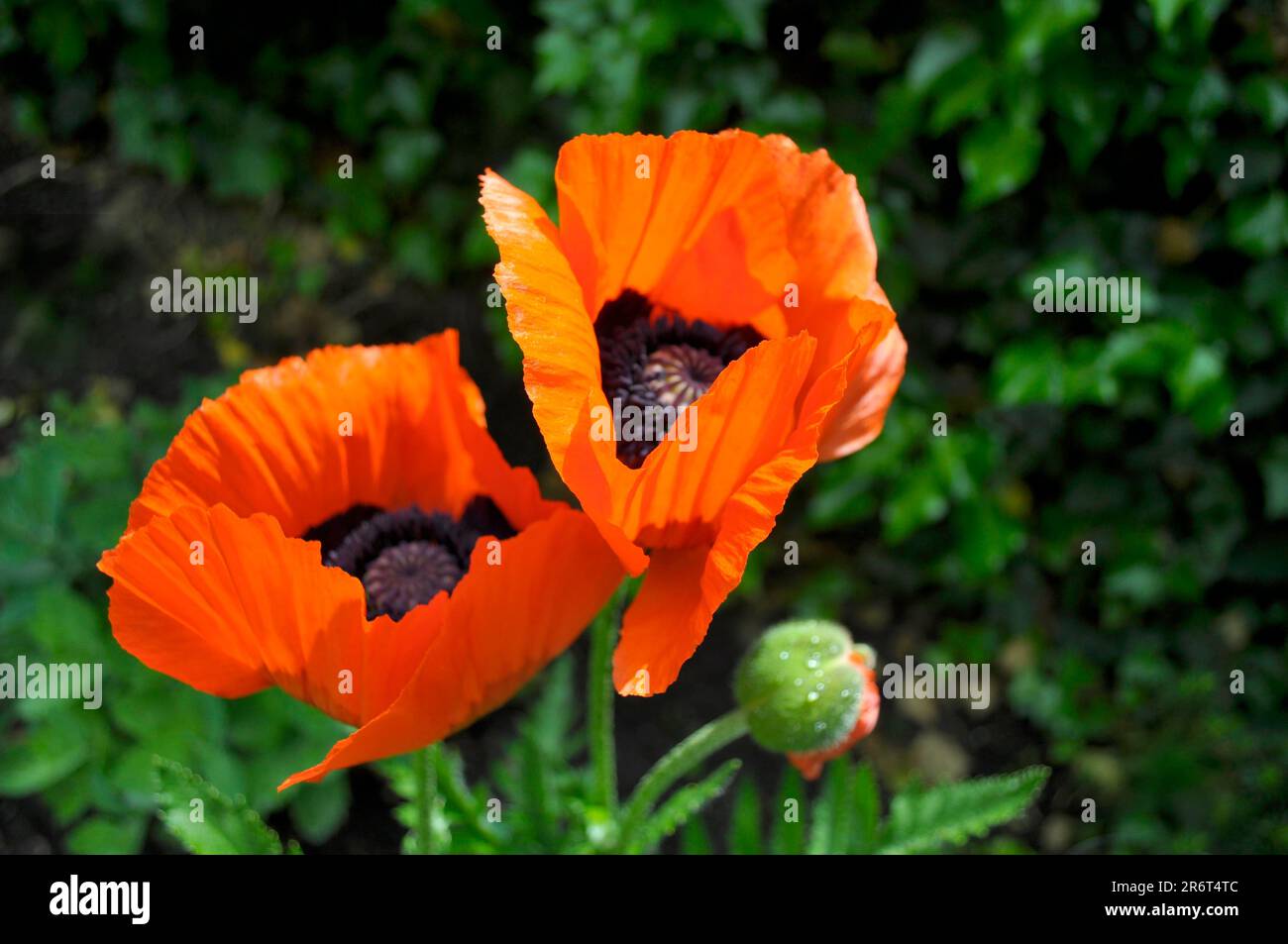 Oriental poppy (Papaver orientale), Turkish poppy Oriental poppy ...