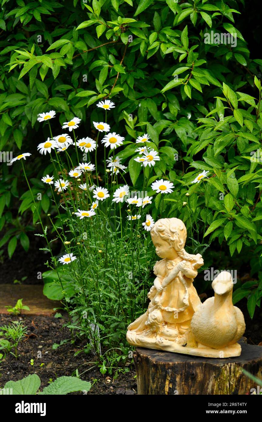 Garden figure with daisies, ox-eye daisy (Leucanthemum vulgare Stock ...