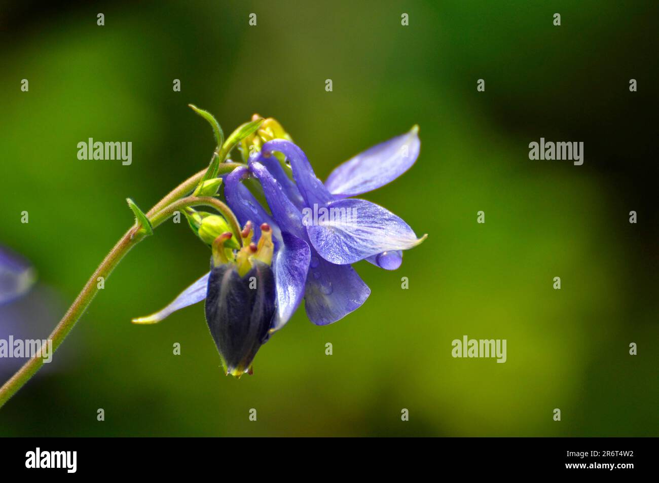 European columbine (Aquilegia vulgaris), wood columbine, blue columbine ...