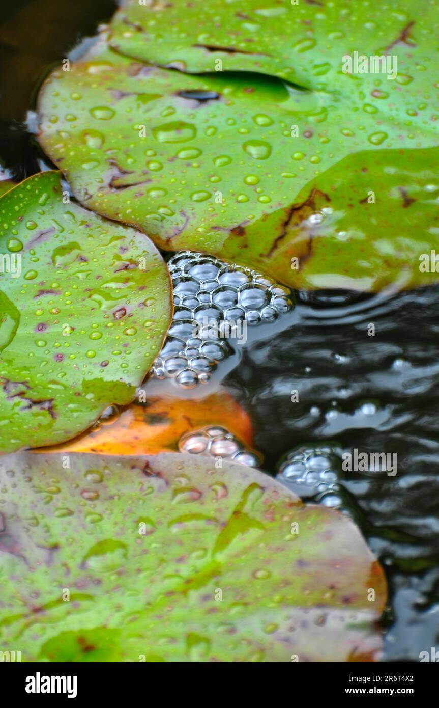 Oxygen bubbles plant hi-res stock photography and images - Alamy