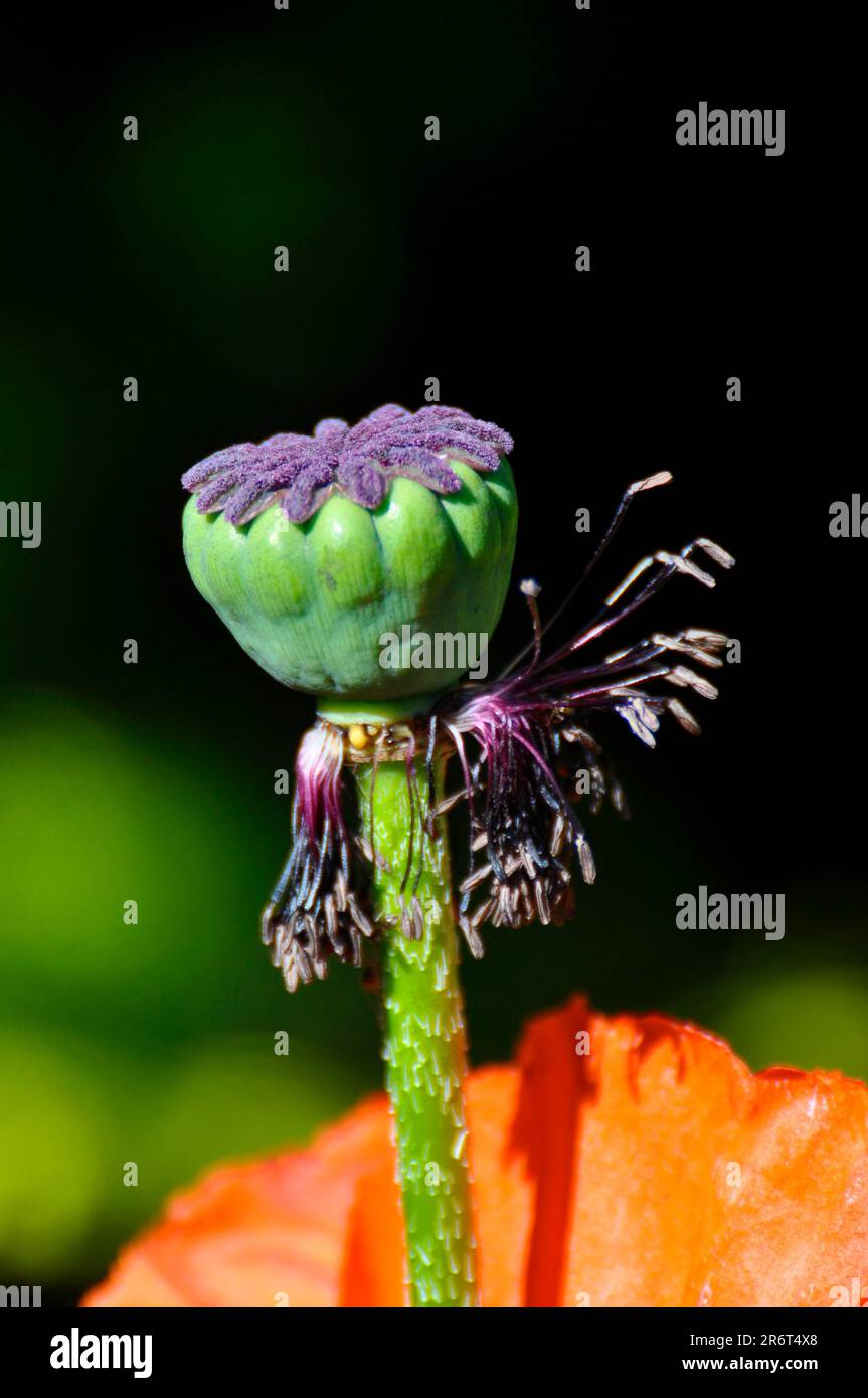Oriental poppy (Papaver orientale), Turkish poppy Oriental poppy ...