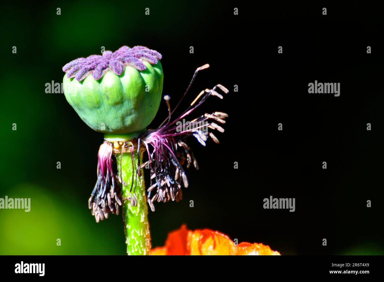 Oriental poppy (Papaver orientale), Turkish poppy Oriental poppy ...