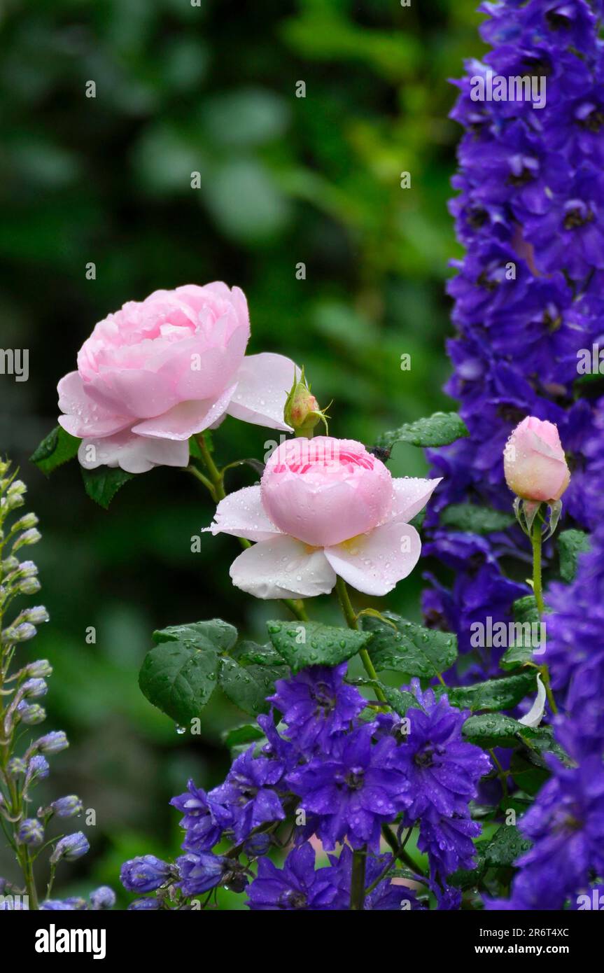 Roses with flowering in the garden, larkspurs (delphinium) (Delphinium ...