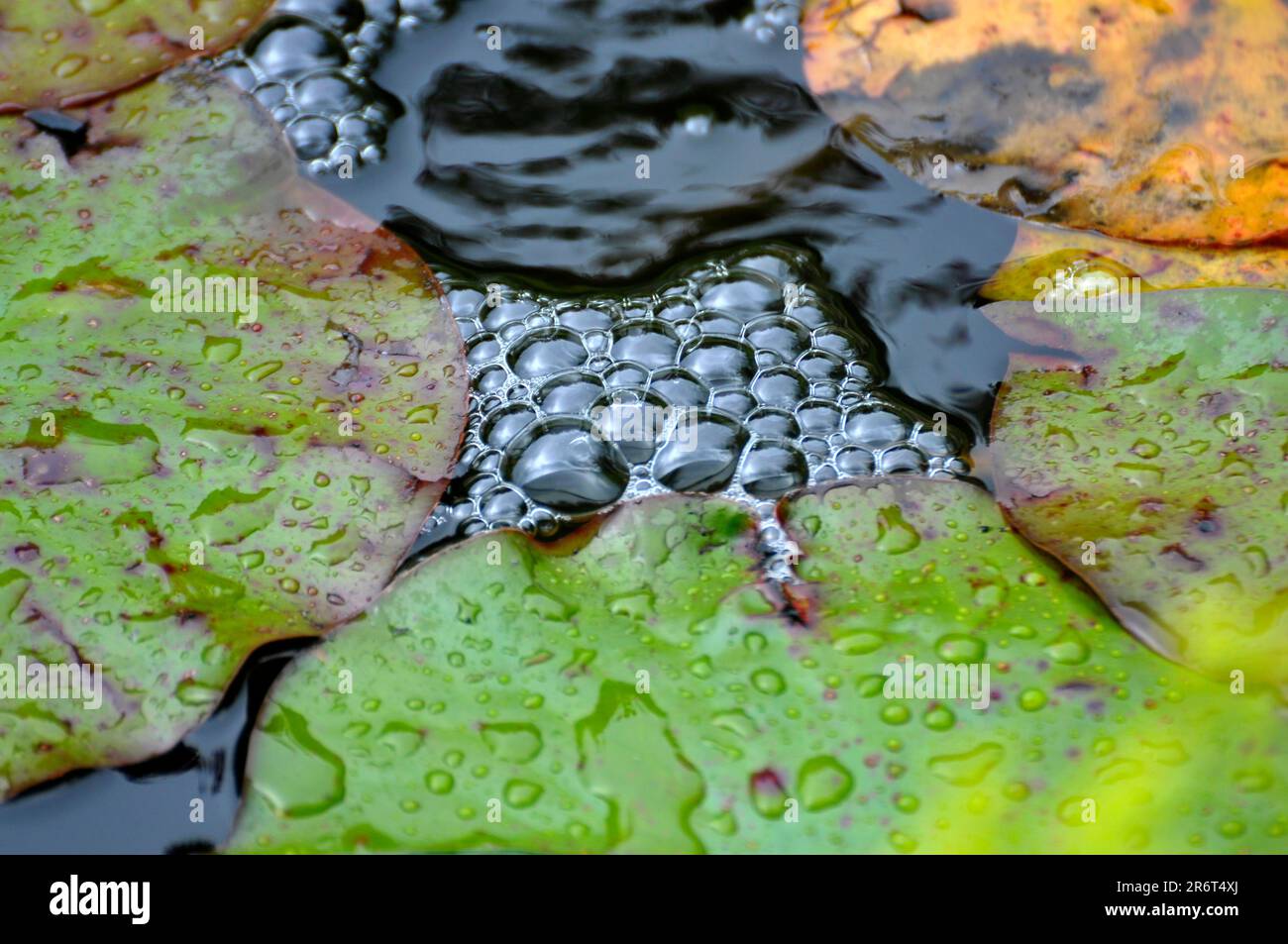 Air bubbles in the water lily pond from aeration stone, oxygen ...