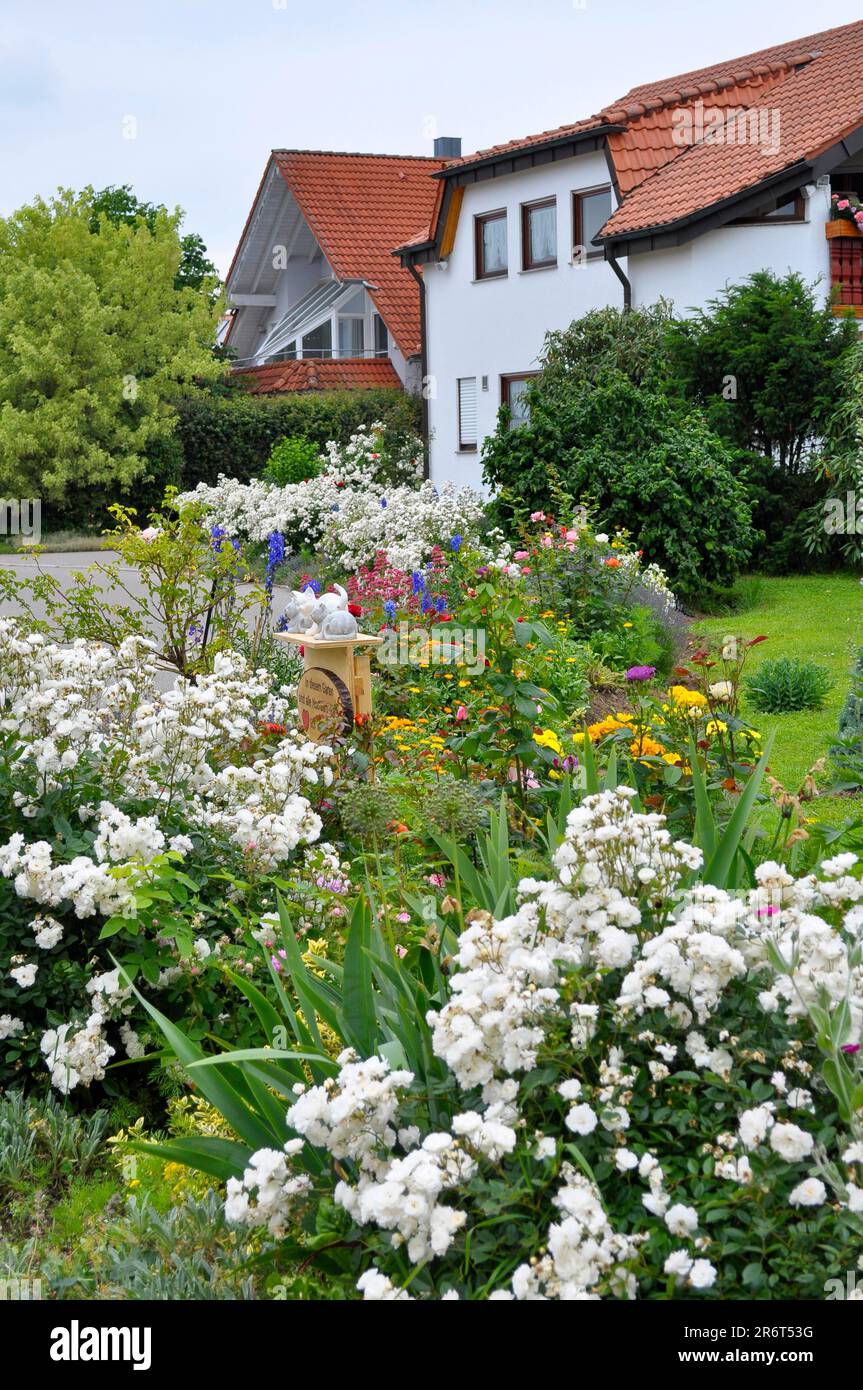 Garden with house, white roses in the garden Stock Photo - Alamy