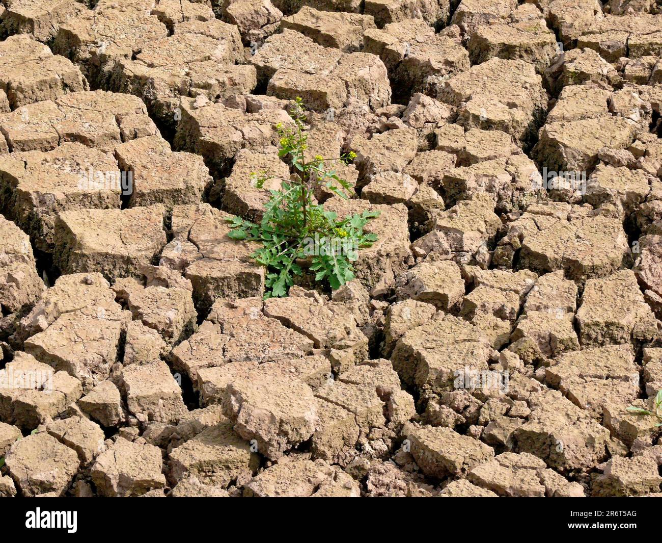 Cracks in the parched earth, great drought, weeds do not fade, torn up ...