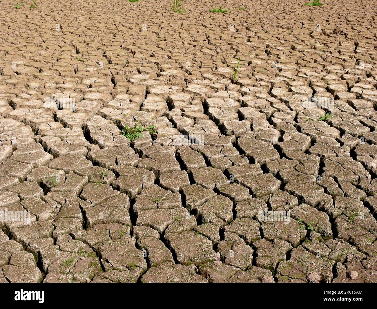 Cracks in the parched earth, great drought, weeds do not fade, torn up ...