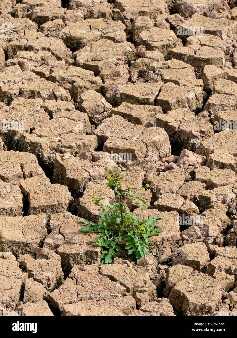 Cracks in the parched earth, great drought, weeds do not fade, torn up ...