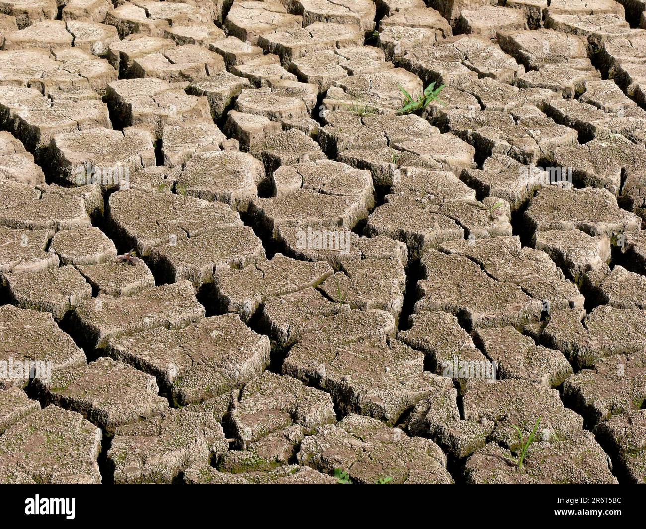 Cracks in the parched earth, great drought, weeds do not fade, torn up ...