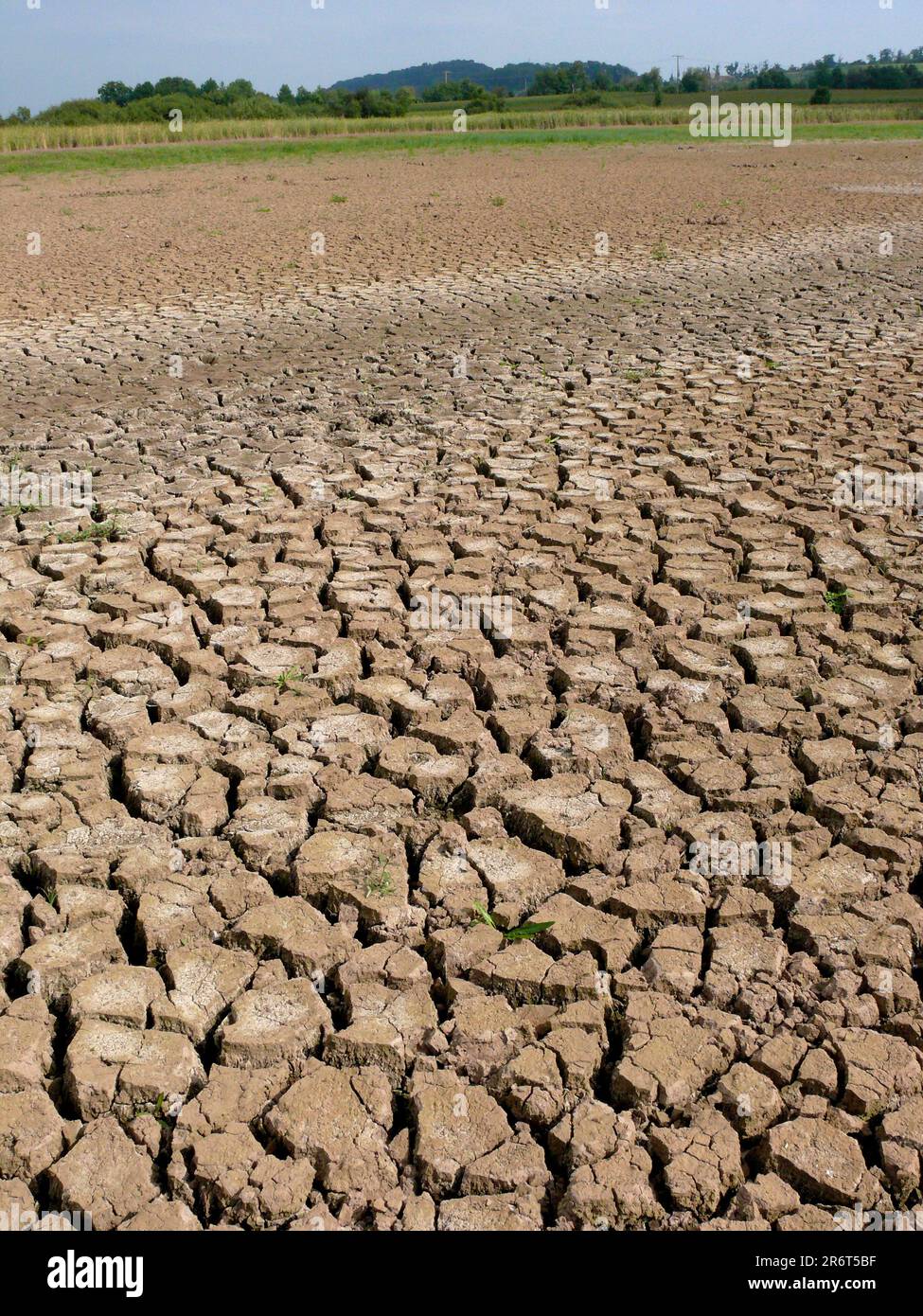 Cracks in the parched earth, great drought, weeds do not fade, torn up ...