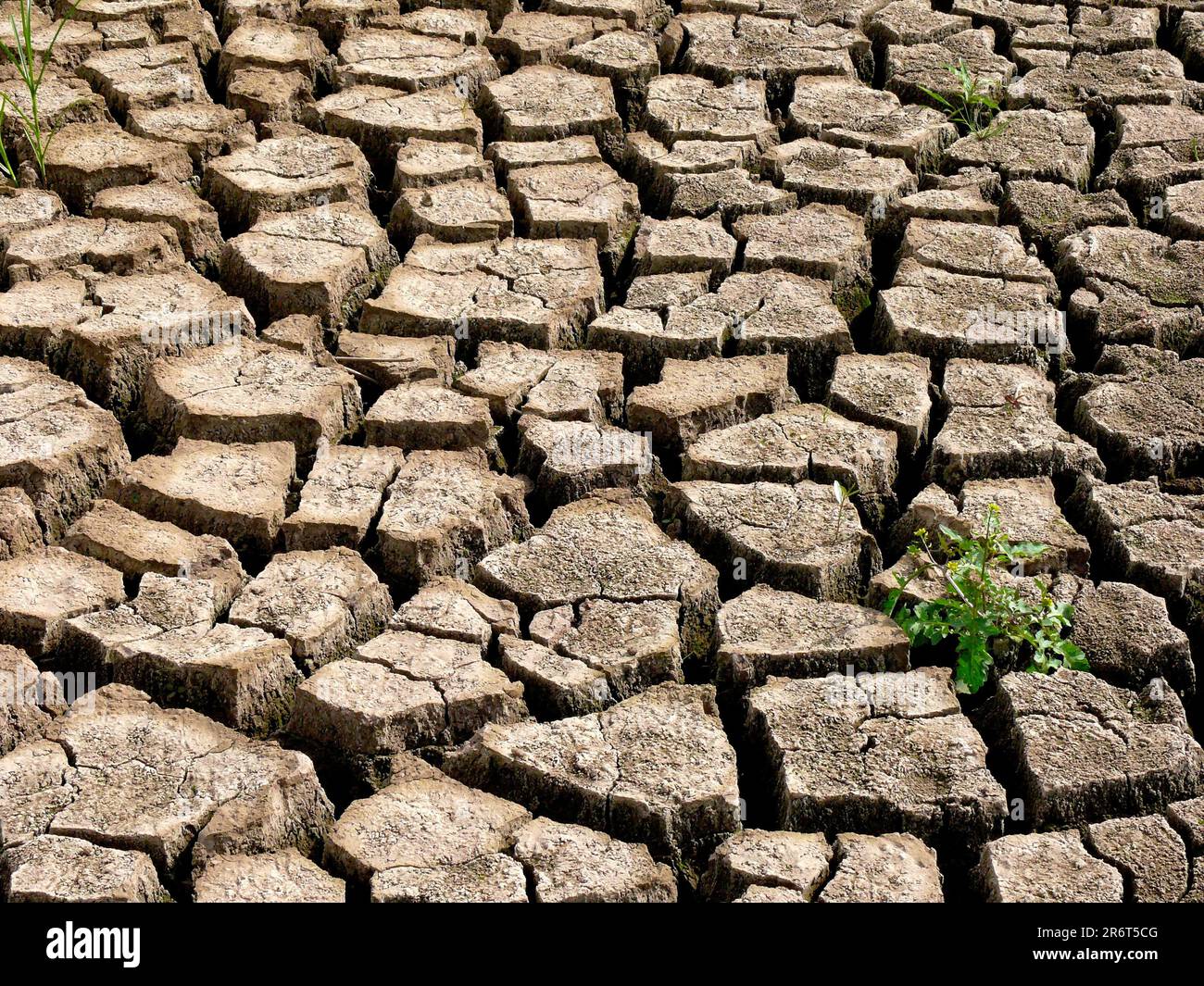Cracks in the parched earth, great drought, weeds do not fade, torn up ...