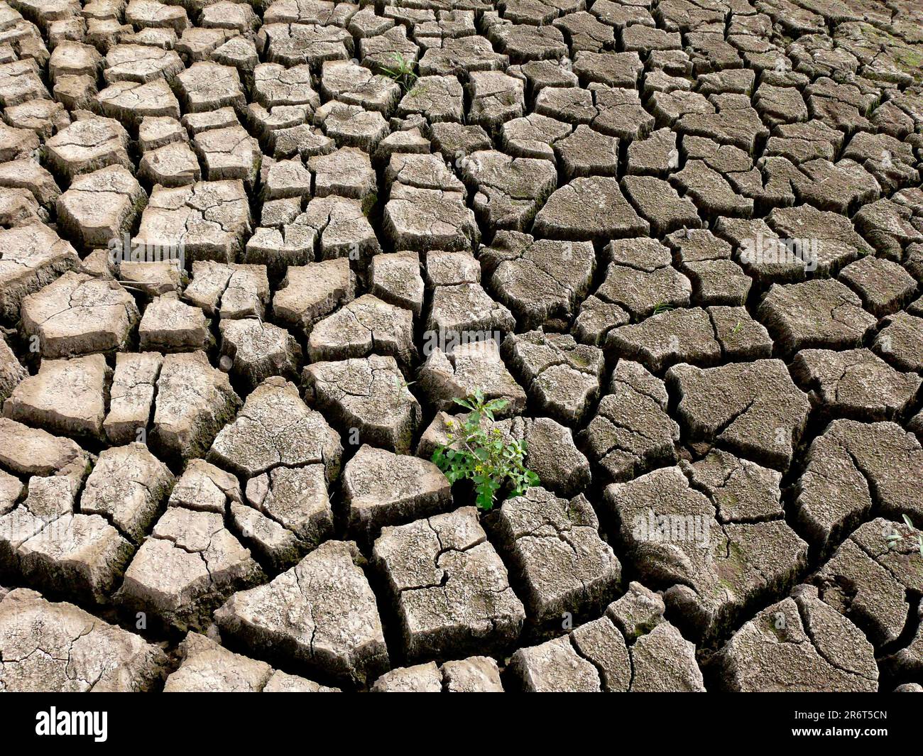 Cracks in the parched earth, great drought, weeds do not fade, cracked ...