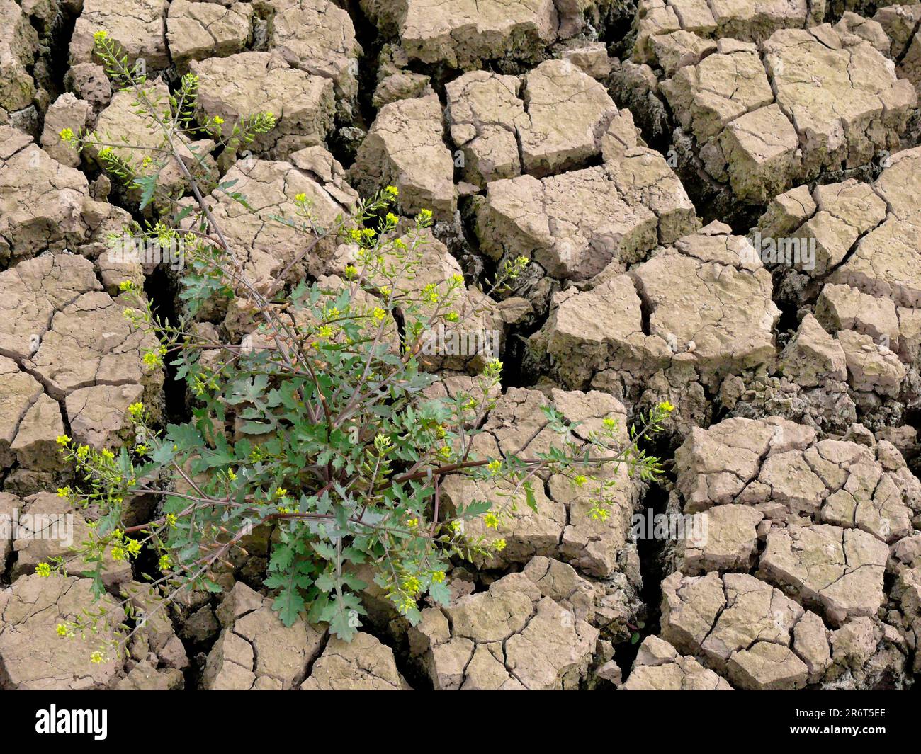 Cracks in the parched earth, great drought, weeds do not fade, cracked ...