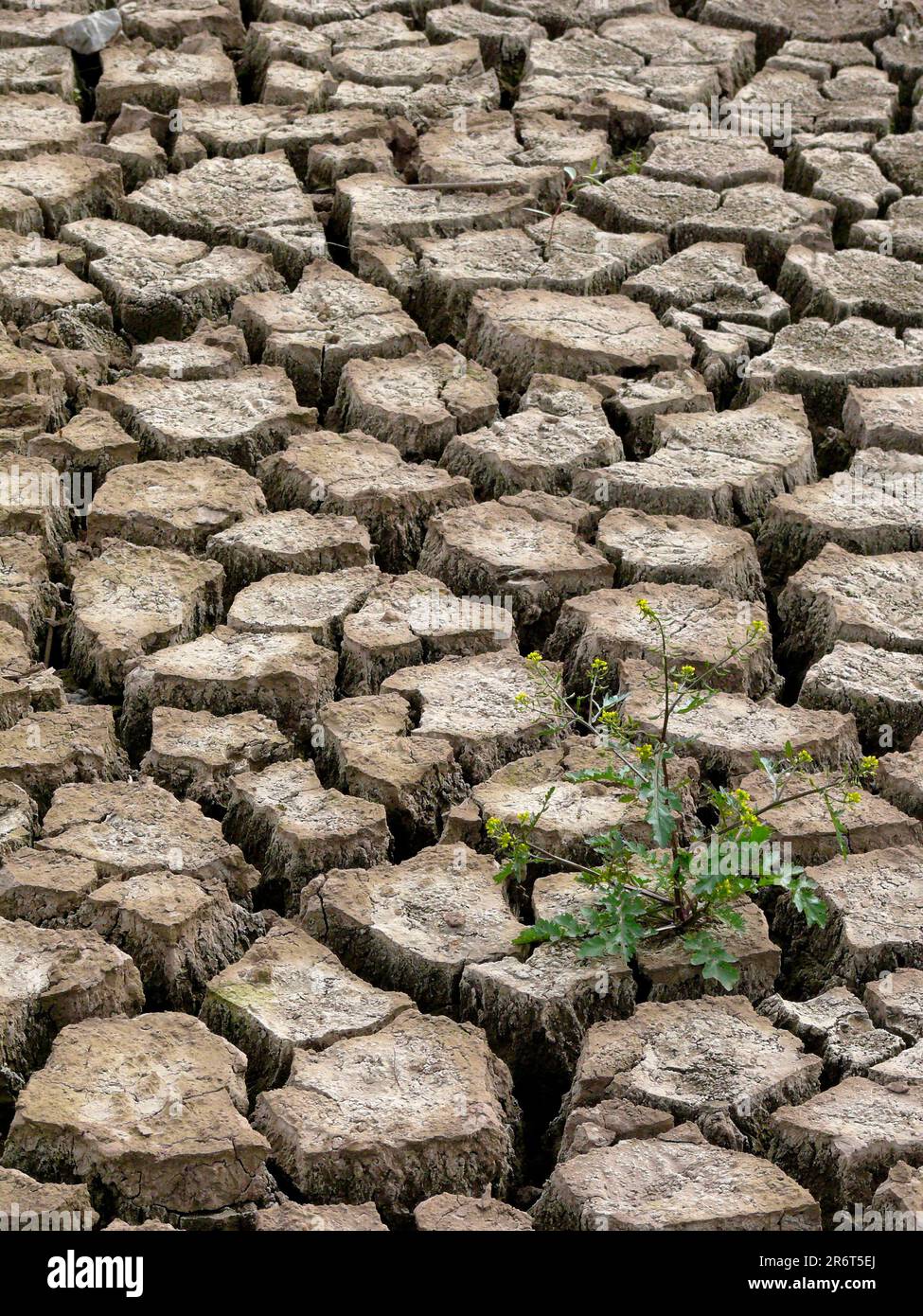 Cracks in the parched earth, great drought, weeds do not fade, cracked ...