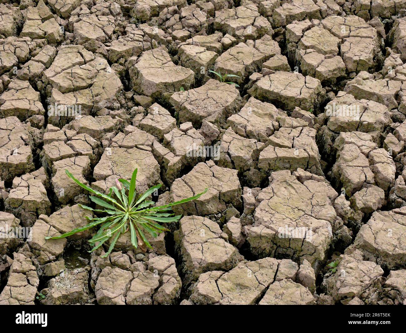 Cracks in the parched earth, great drought, weeds do not fade, cracked ...