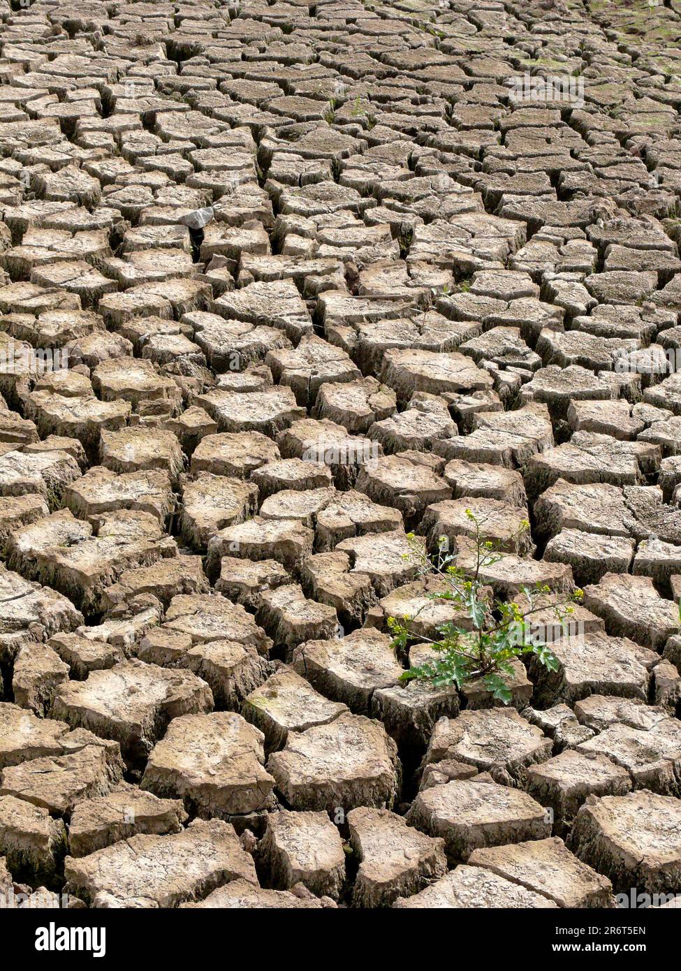 Cracks in the parched earth, great drought, weeds do not fade, cracked ...