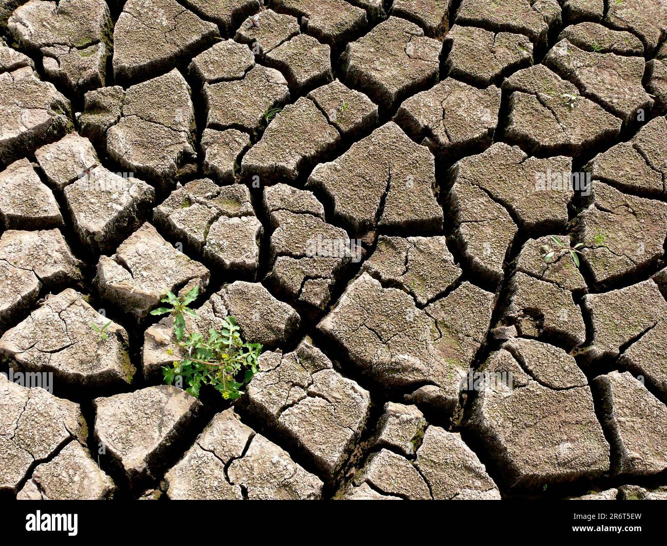 Cracks in the parched earth, great drought, weeds do not fade, cracked ...