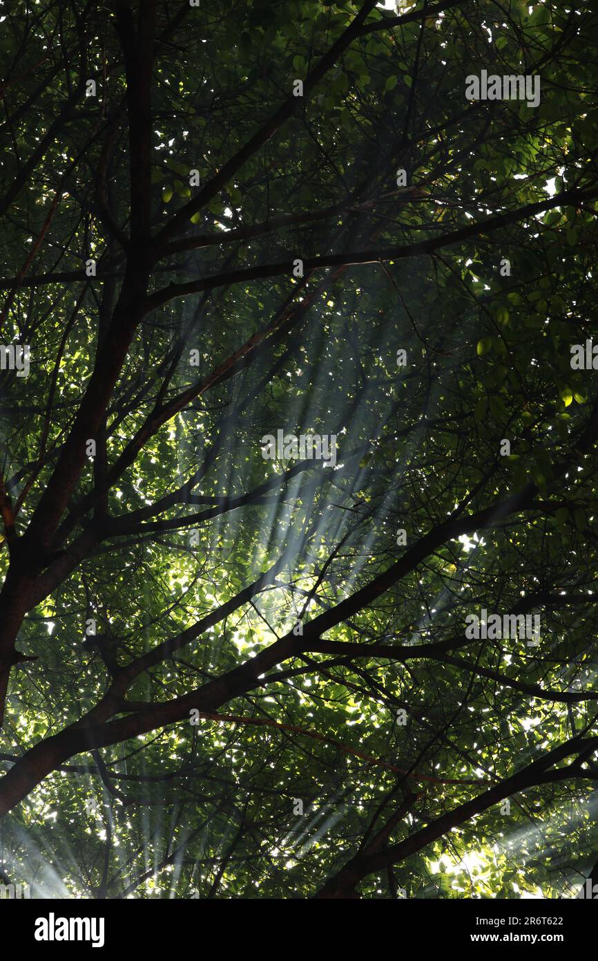 A lush tree with sunlight streaming through its lush foliage Stock Photo - Alamy