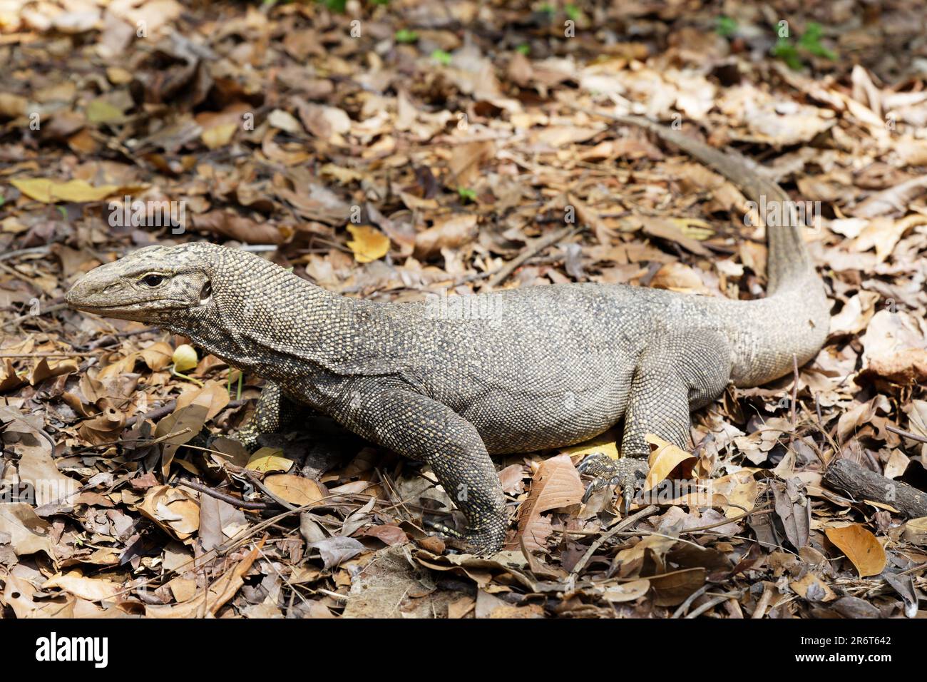 Singapore Monitor Lizard Stock Photo - Alamy