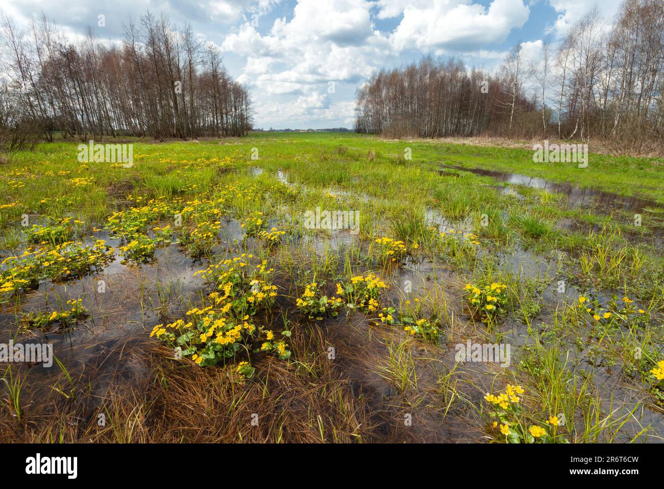 Kingcup flowers on a wet meadow and trees on the horizon, eastern ...