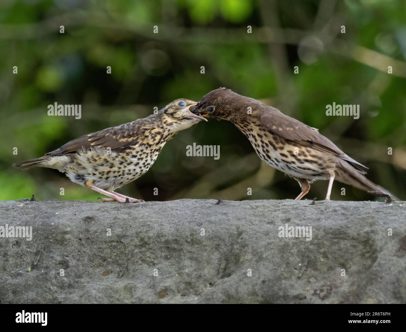 An adult song thrush feeding a juvenile song thrush at Adderbury Lakes ...