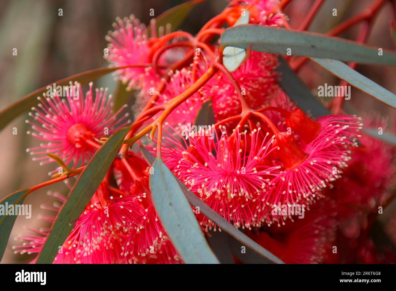 Flowering Eucalyptus Tree near Guercif Morocco Stock Photo - Alamy