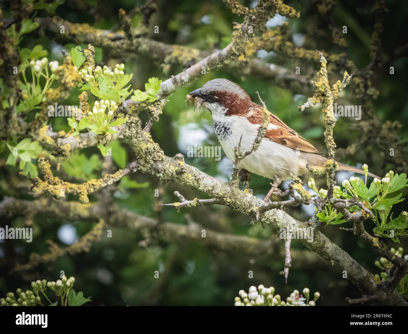 Bird in a tree hi-res stock photography and images - Alamy