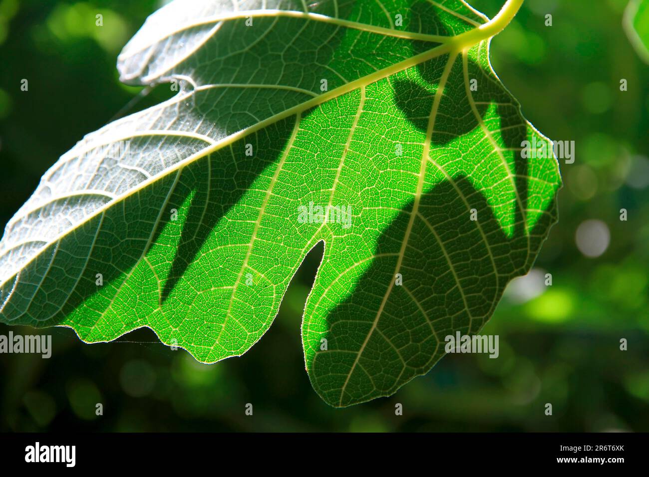 Underside of a fig leaf Morocco, common fig (Ficus carica Stock Photo ...