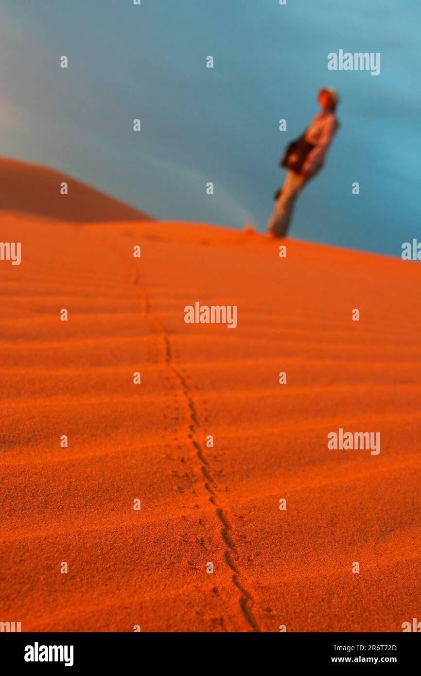 Animal tracks and tourist in the sand of Erg Chebbi, Sahara Morocco ...