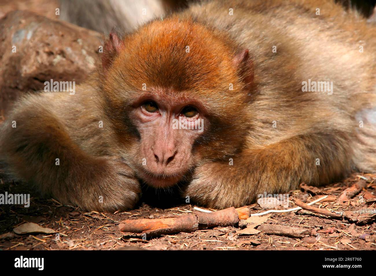 Barbary macaque (Macaca sylvanus) in the forests around Azrou, Middle ...