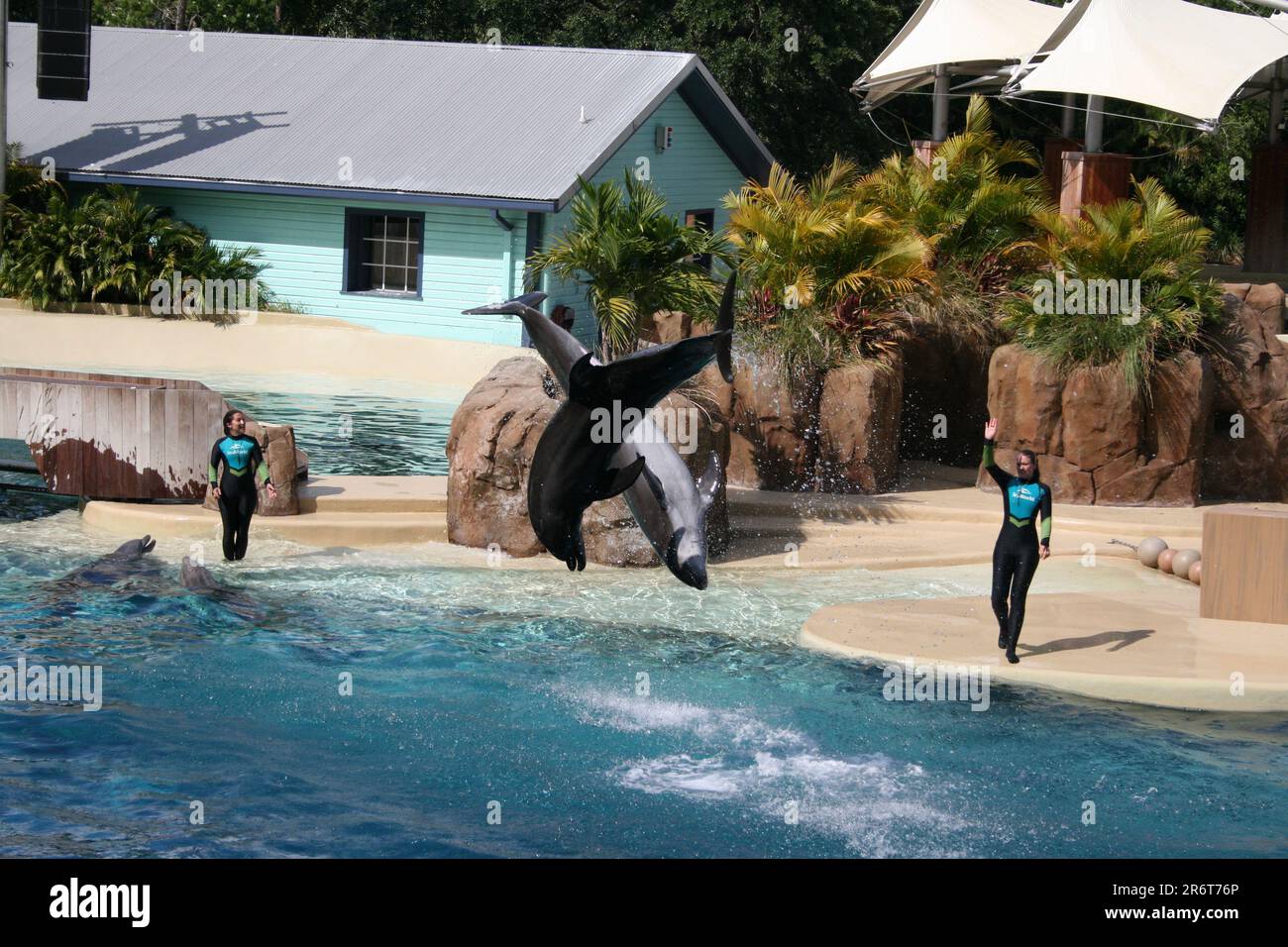 Dolphin Tricks, Stunning!! Stock Photo - Alamy
