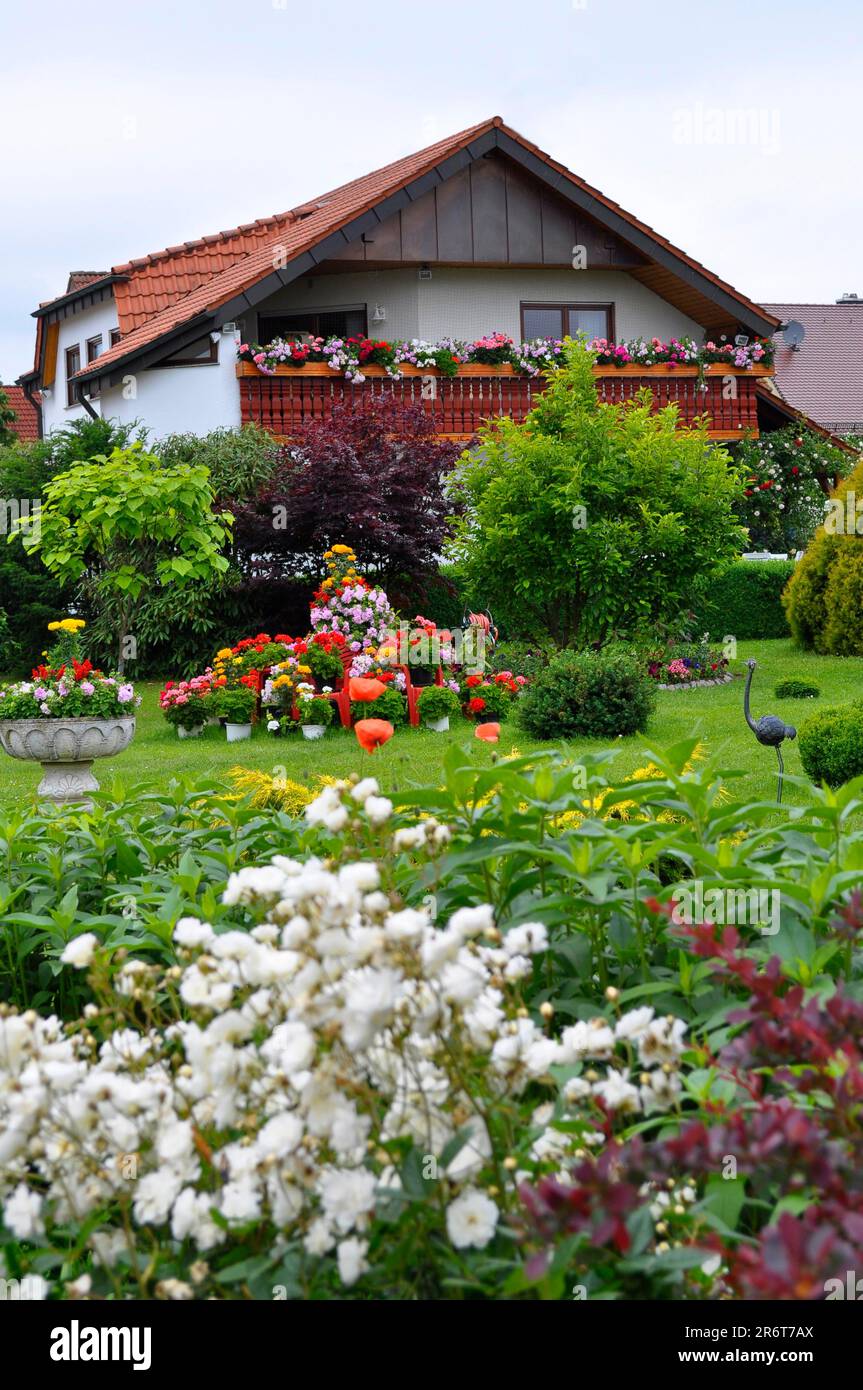 Garden with house, white roses in the garden Stock Photo - Alamy