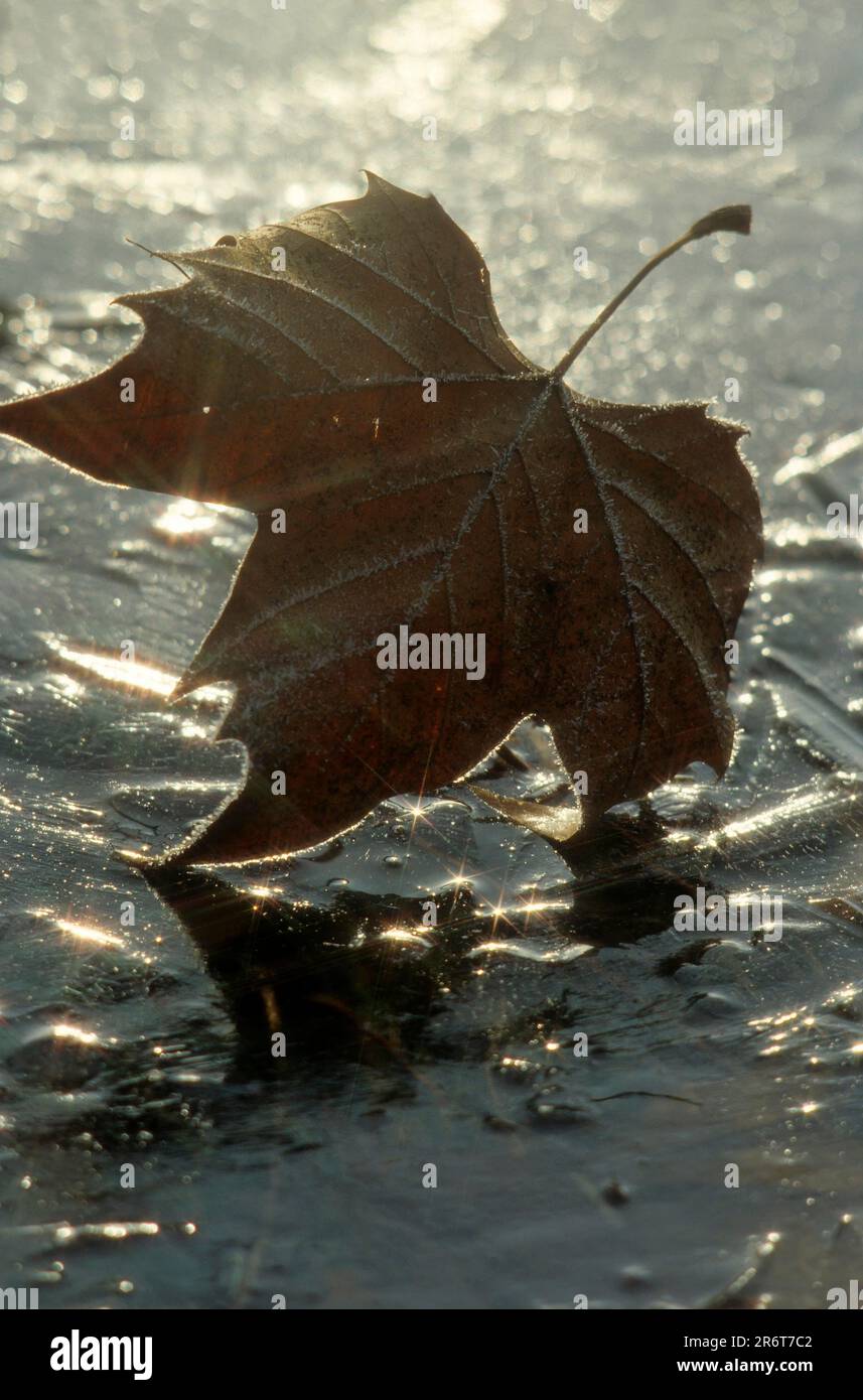 Maple leaf on ice hi-res stock photography and images - Alamy