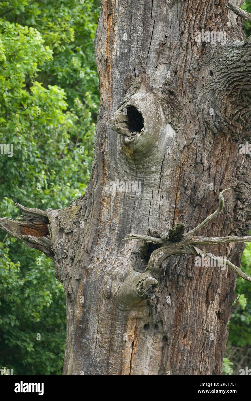An old oak dead hi-res stock photography and images - Alamy