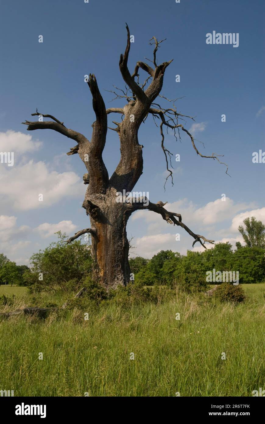 Dead veteran tree hi-res stock photography and images - Alamy