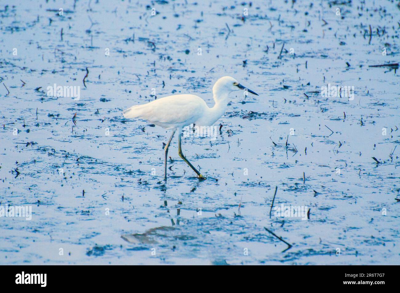 Variety in backgrounds and southern climate changes the landscapes ...