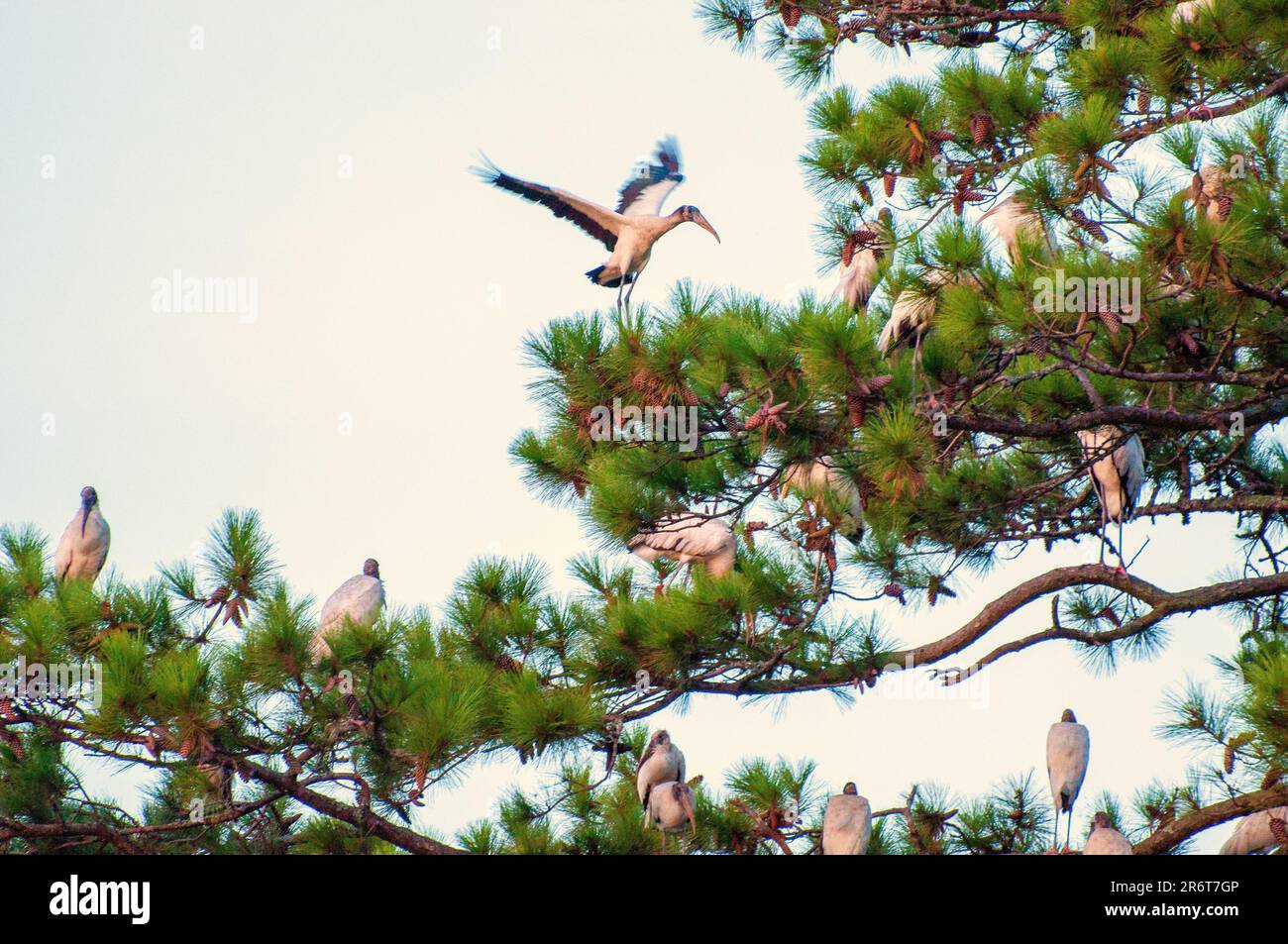 Variety in backgrounds and southern climate changes the landscapes ...