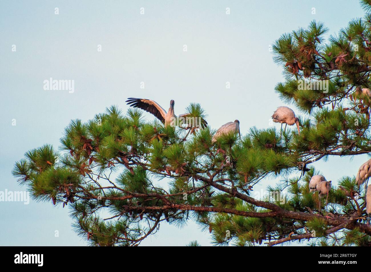 Variety in backgrounds and southern climate changes the landscapes ...