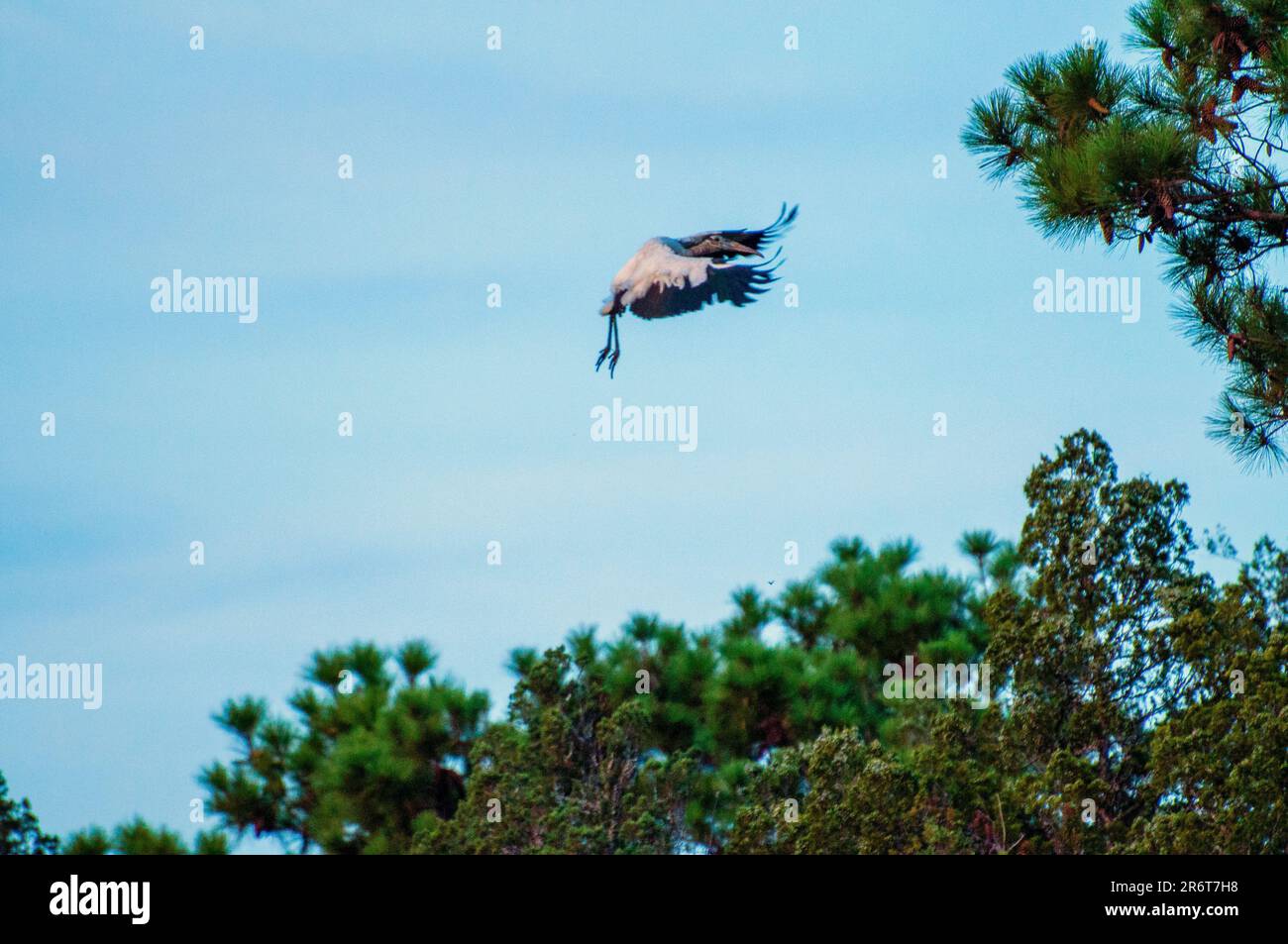 Variety in backgrounds and southern climate changes the landscapes ...