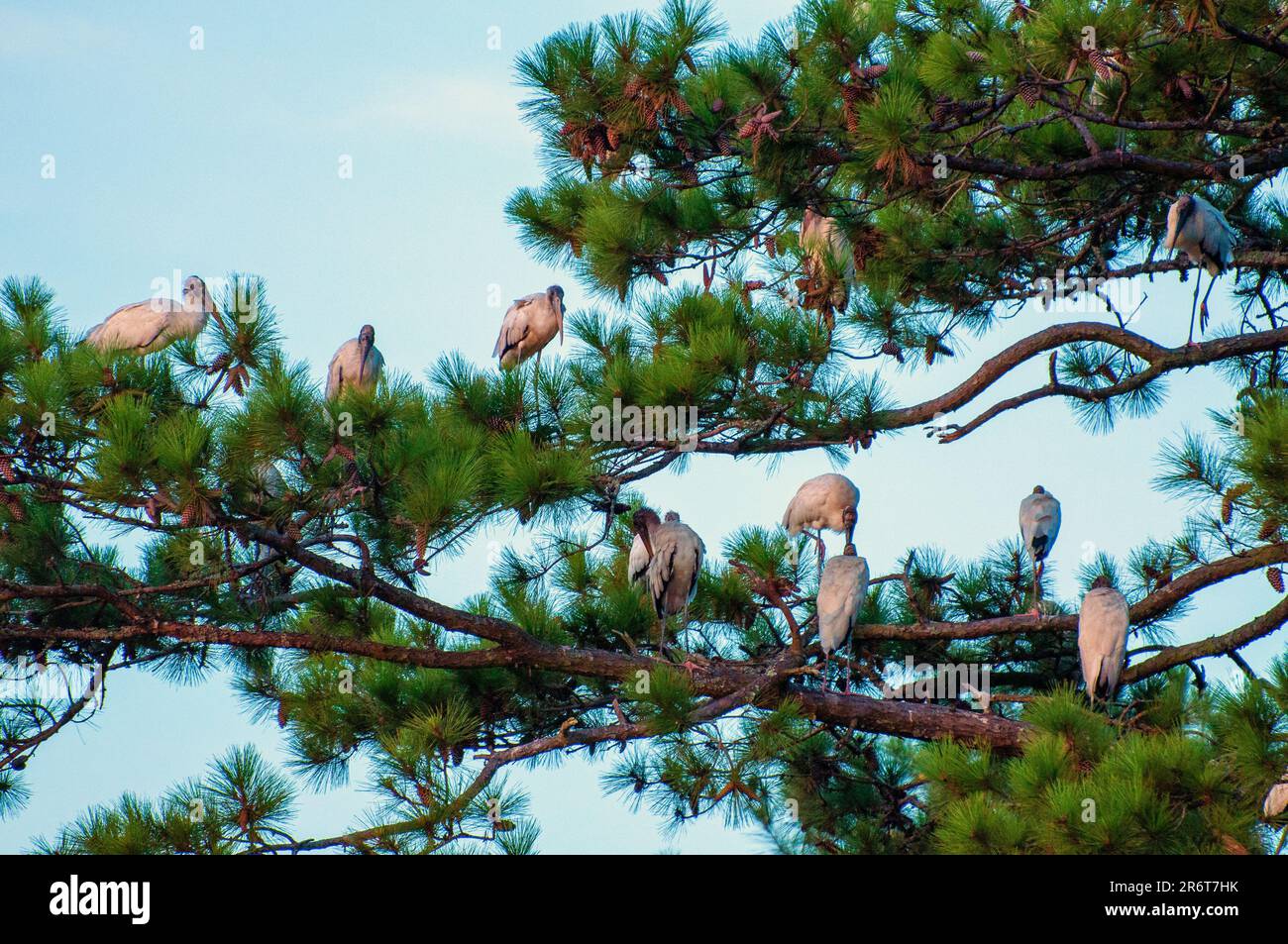 Variety in backgrounds and southern climate changes the landscapes ...