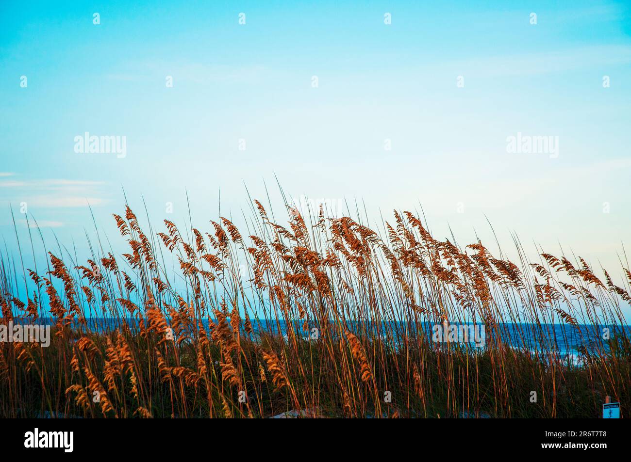 Variety in backgrounds and southern climate changes the landscapes ...